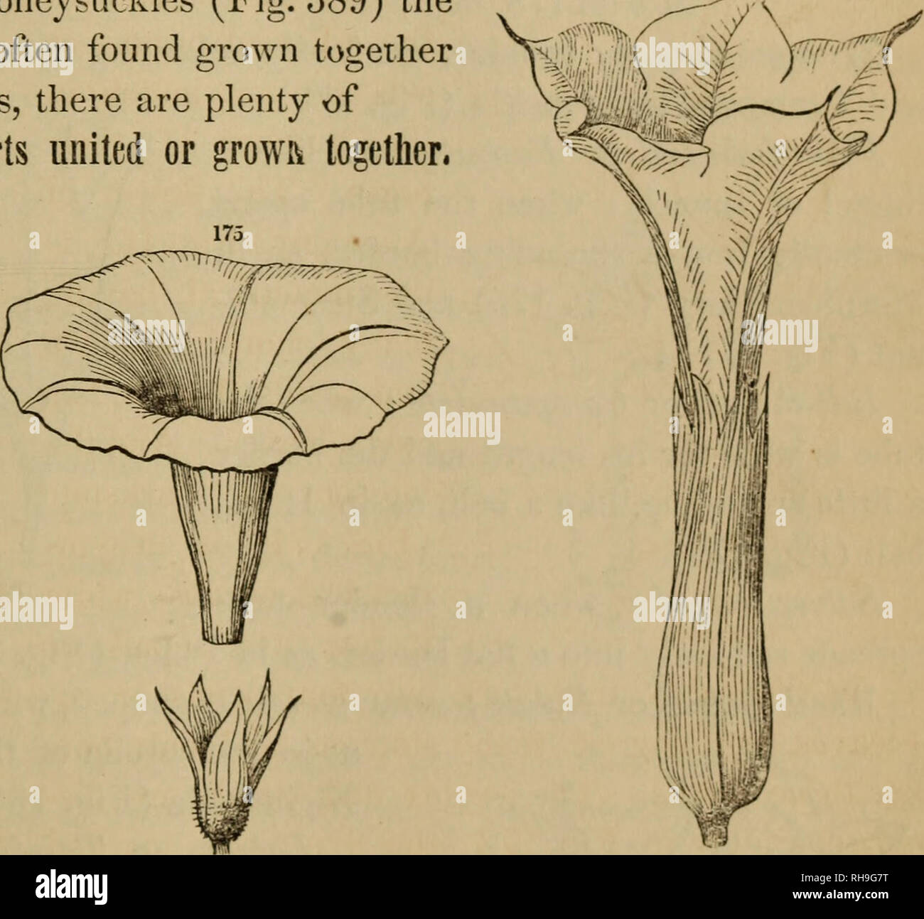 . Botany for young people and common schools. Botany. FLOWERS : THEIR ...