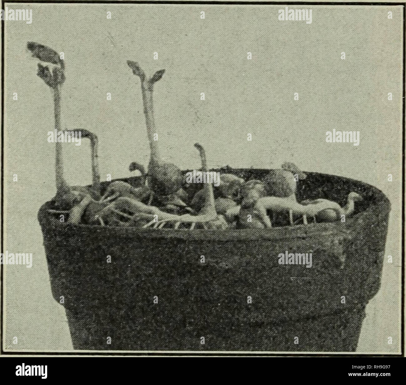 A maze of roots hi-res stock photography and images - Alamy