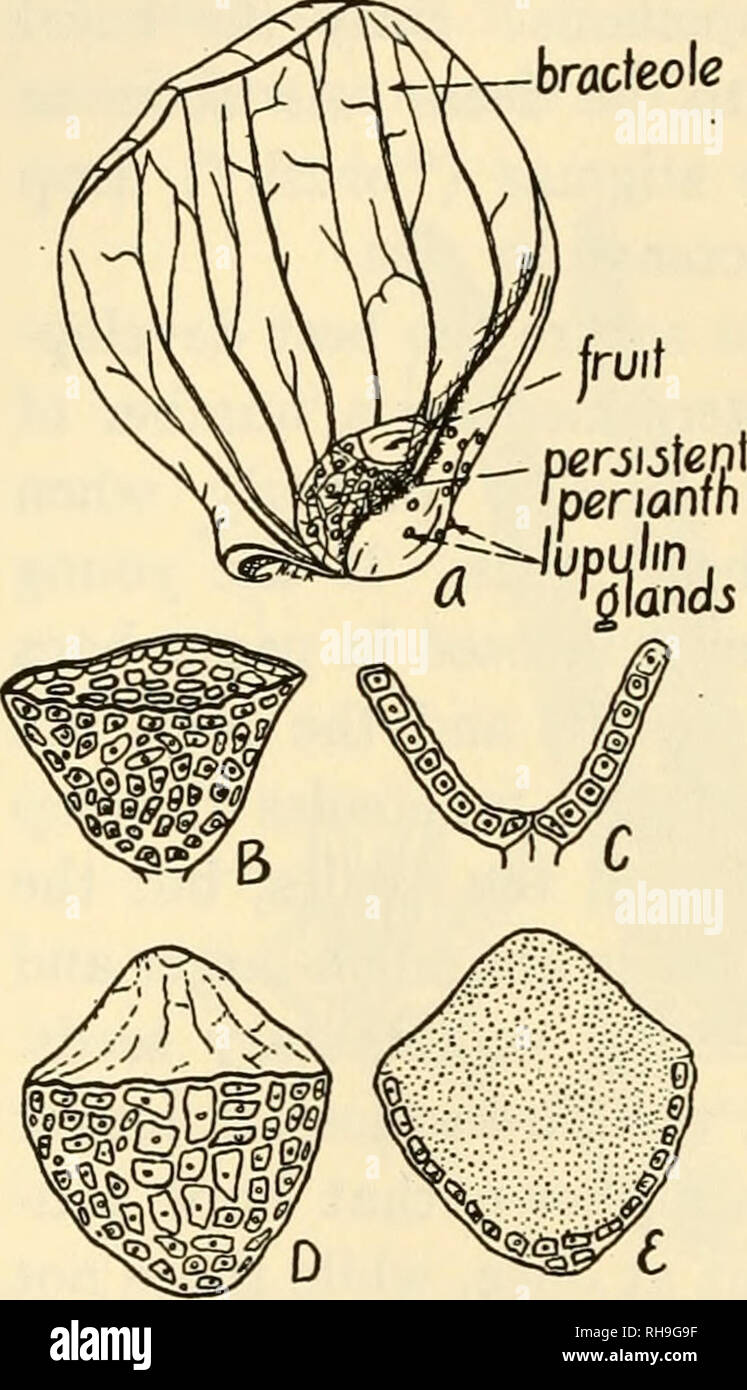 Lupulin glands hi-res stock photography and images - Alamy