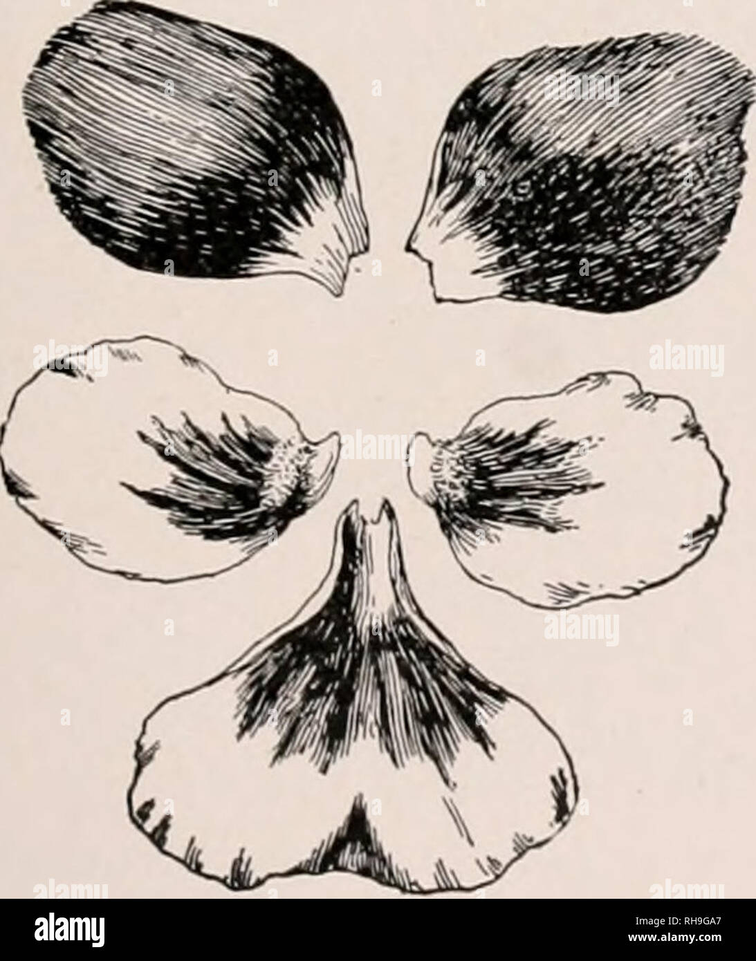 . Botany; an elementary text for schools. Plants. simple pistils, as ...