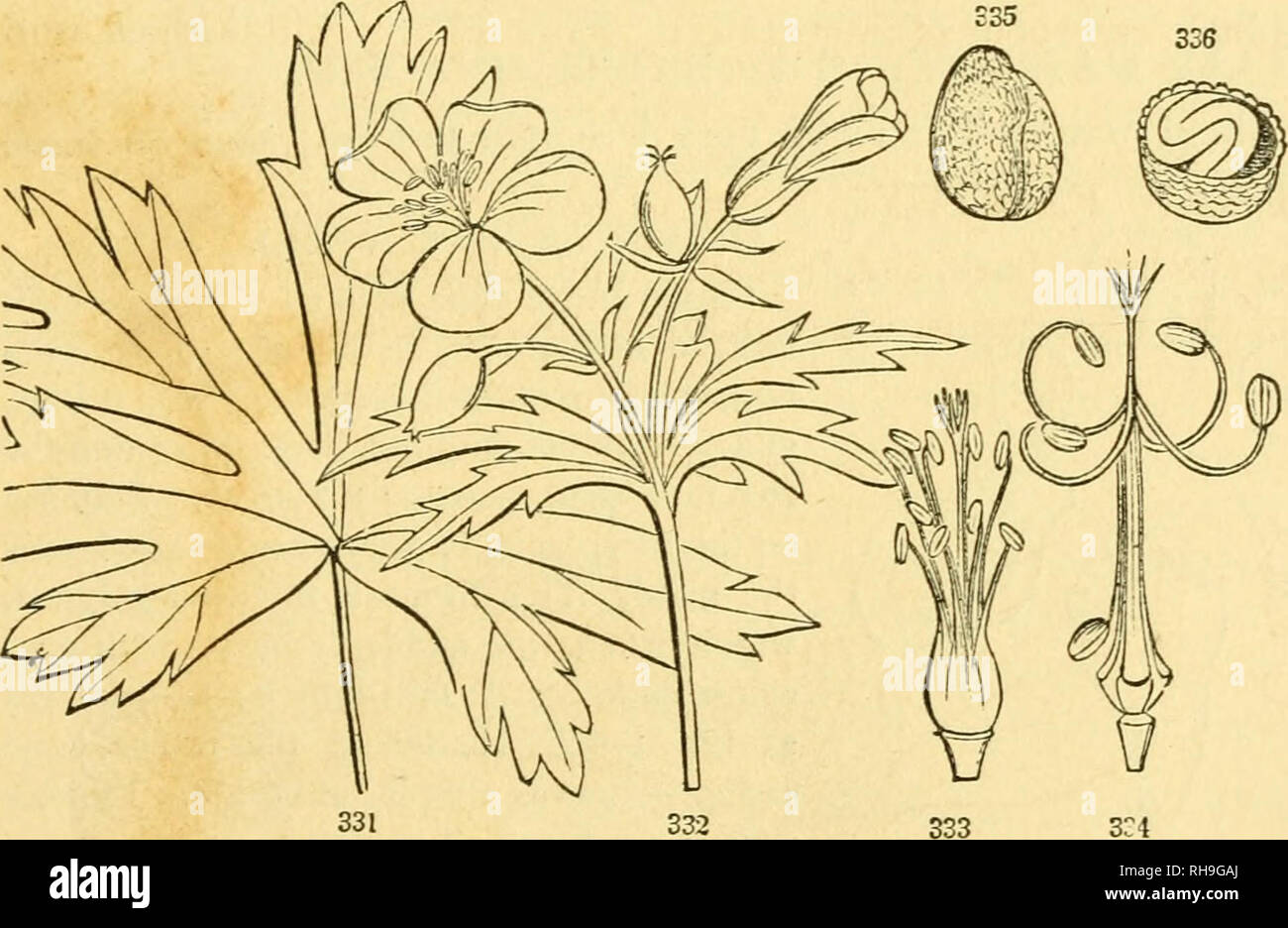. Botany for young people and common schools. How plants grow, a simple ...