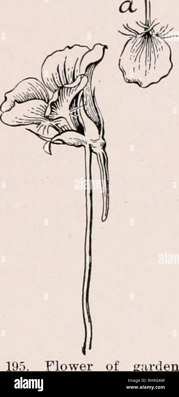 . Botany; an elementary text for schools. Plants. CONFORMATION OF THE ...