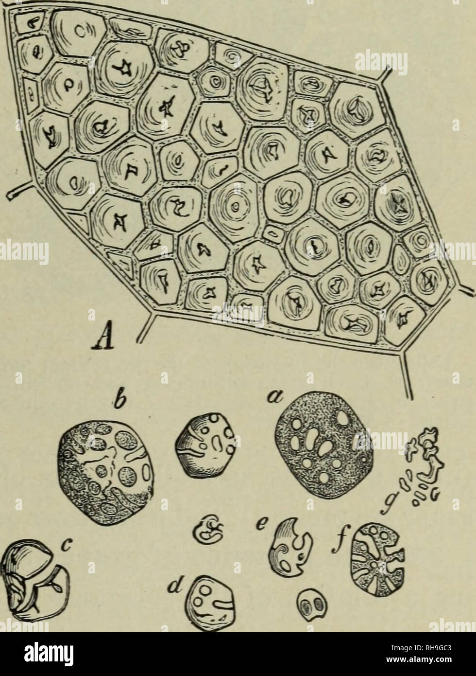 Cellulose plant cell walls hi-res stock photography and images - Alamy