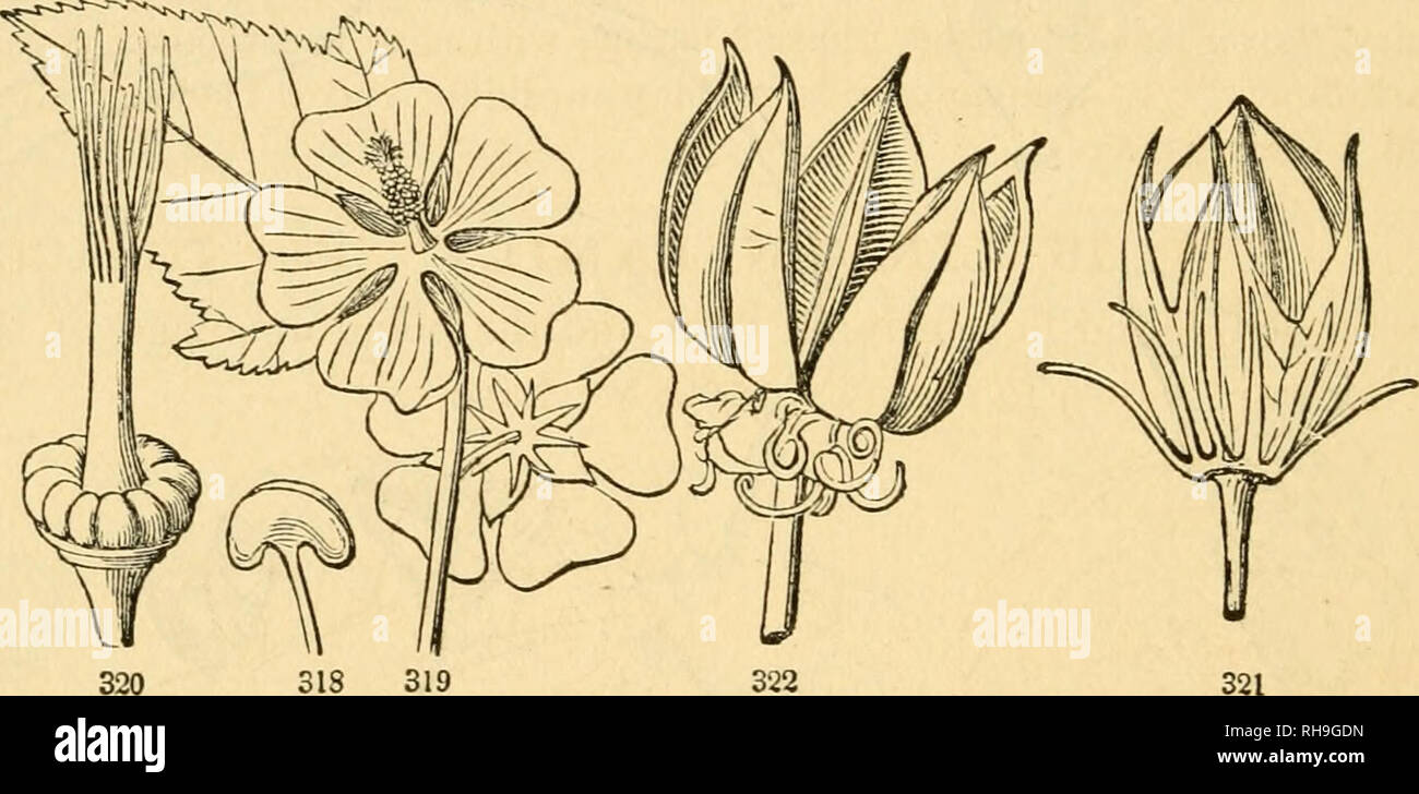 . Botany for young people and common schools. How plants grow, a simple ...