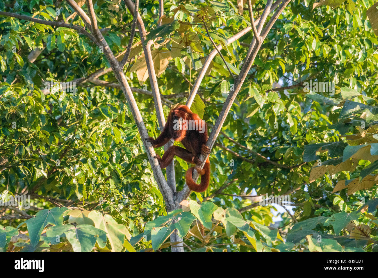 Bolivian red howler monkey on tree in Madidi National Park, Bolivian ...