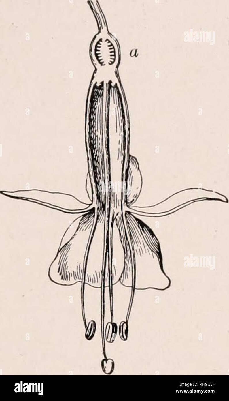 Deeply divided petals hi-res stock photography and images - Alamy