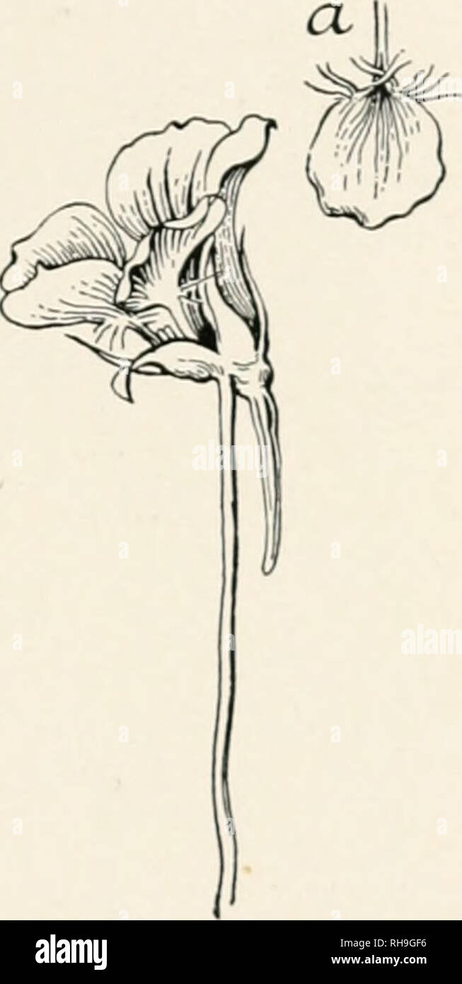 . Botany, an elementary text for schools. Botany. CONFOEMATION OF THE ...