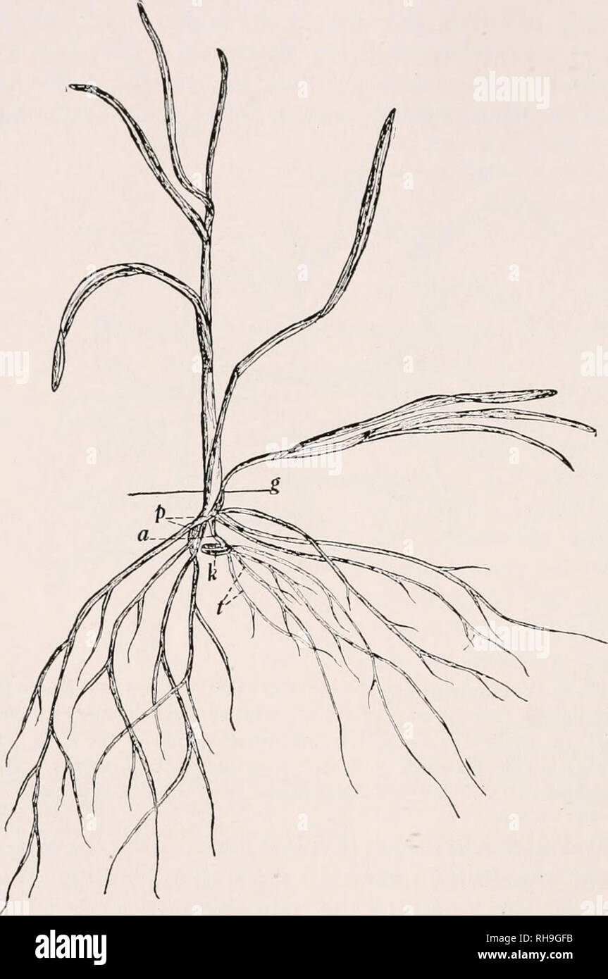 Roots reaching for soil hi-res stock photography and images - Alamy