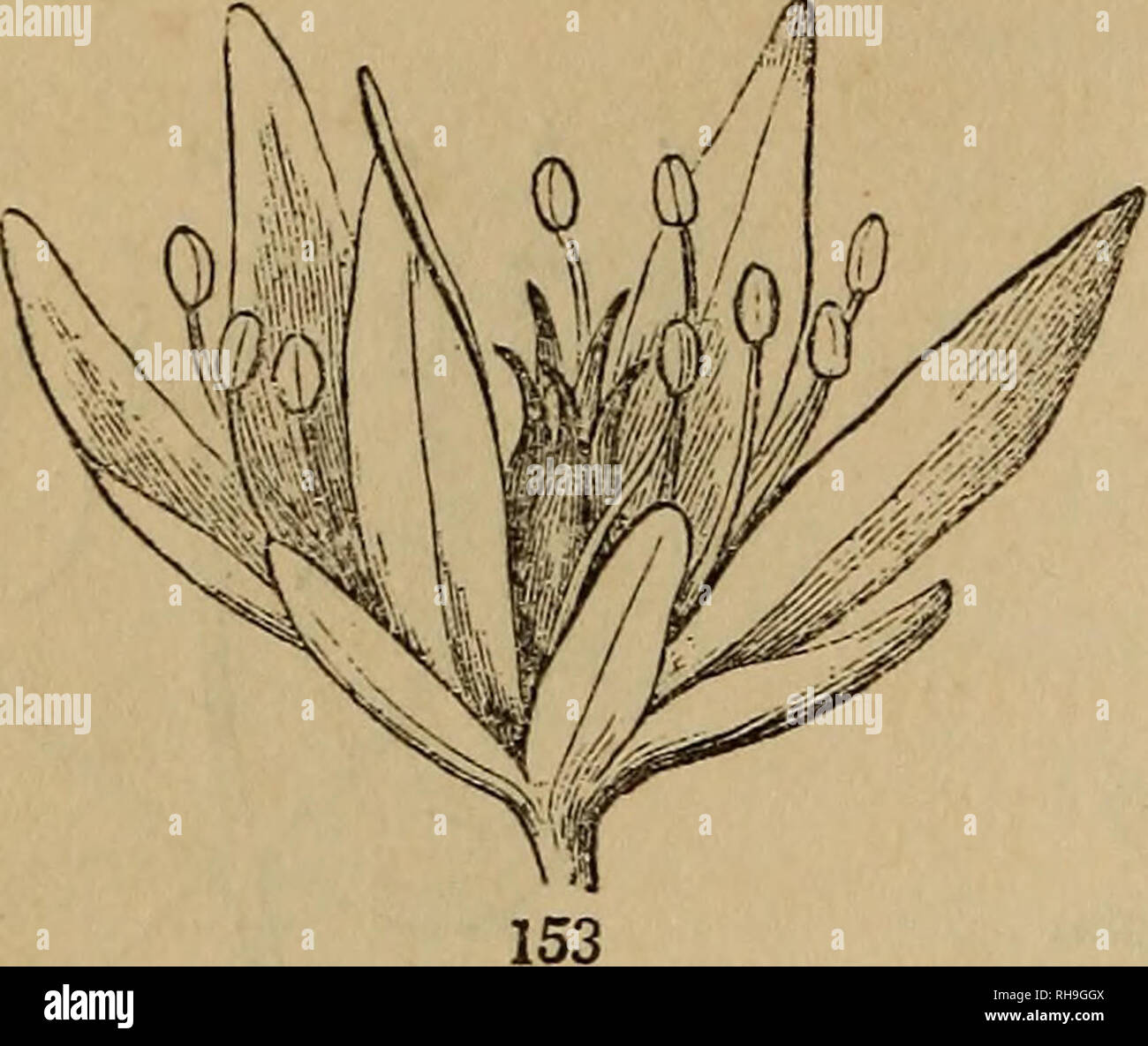 Common name lilies hi-res stock photography and images - Alamy