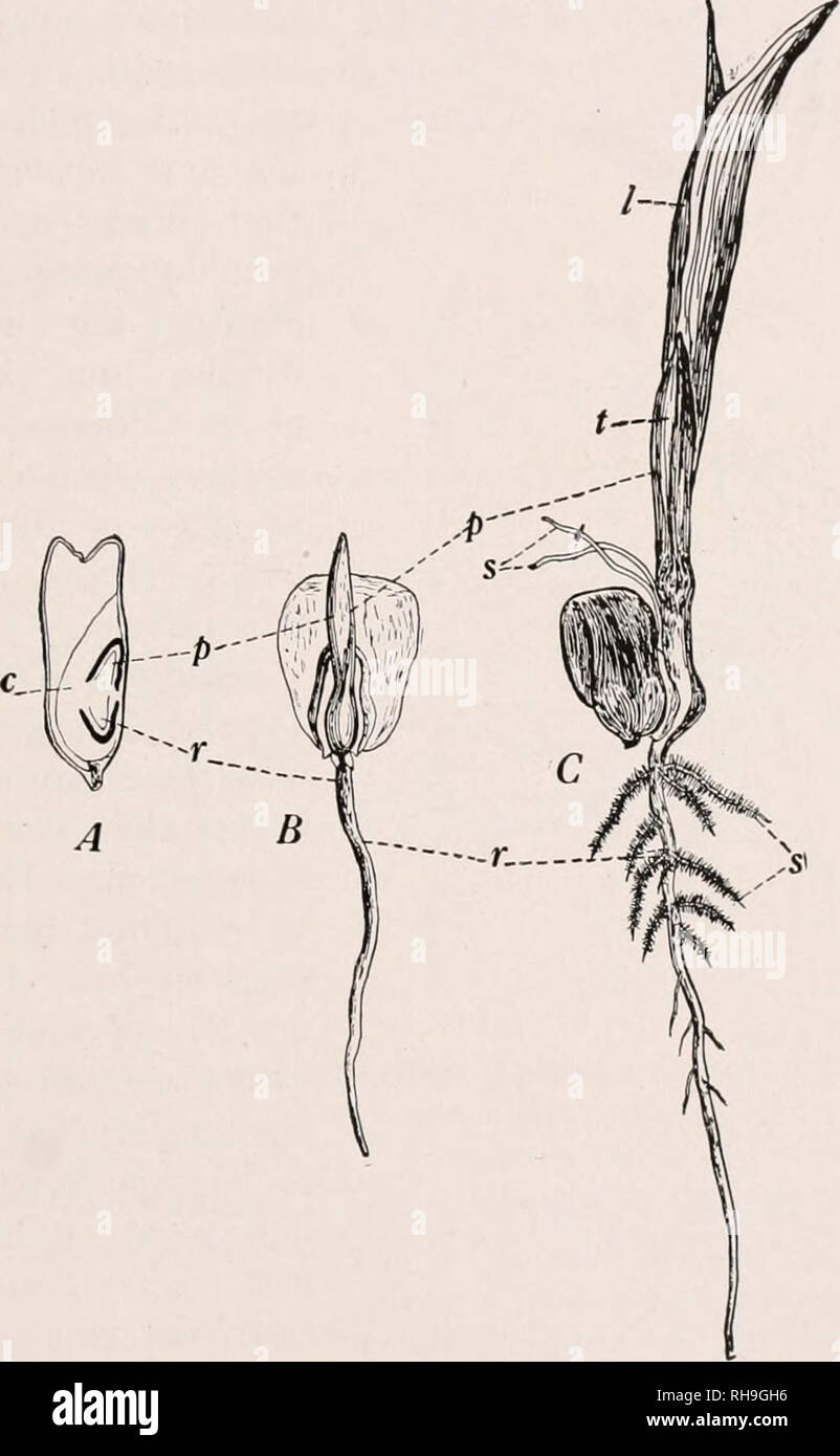 Seedling roots corn hi-res stock photography and images - Alamy
