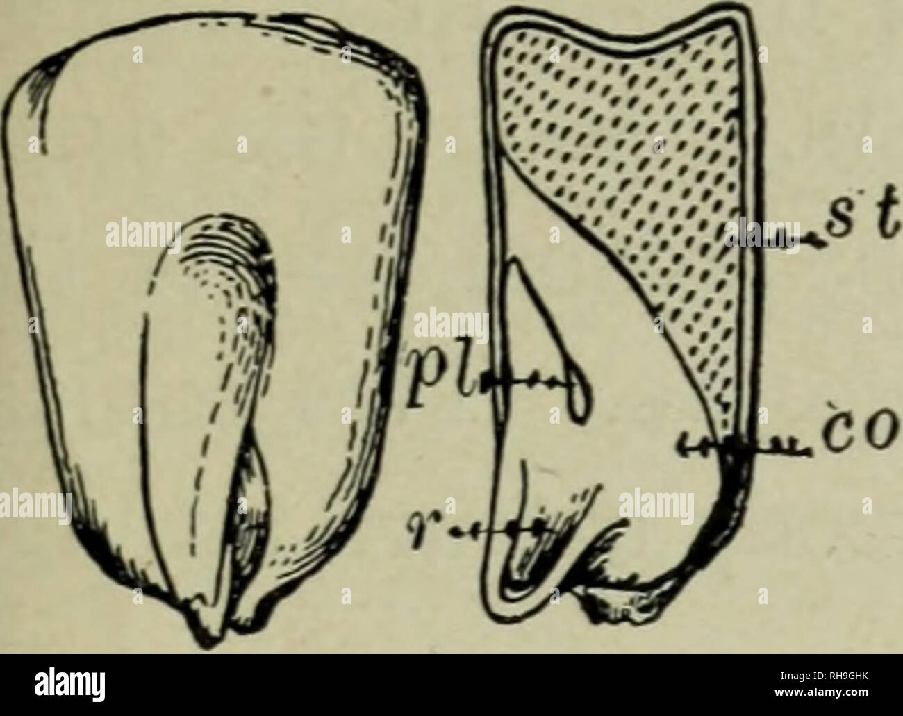 . Botany for high schools. Botany. PARTS OF SEEDS: CORN SEEDLINGS 9 ...