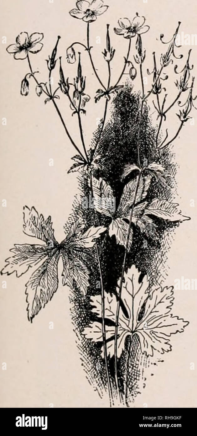 . Botany; an elementary text for schools. Plants. 180. Compound umbel ...