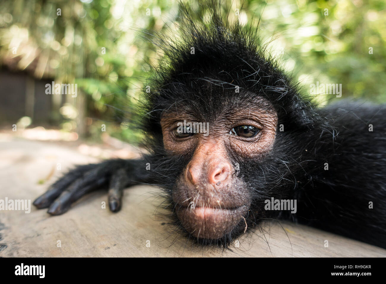 Amazon rainforest spider monkey hi-res stock photography and images - Alamy