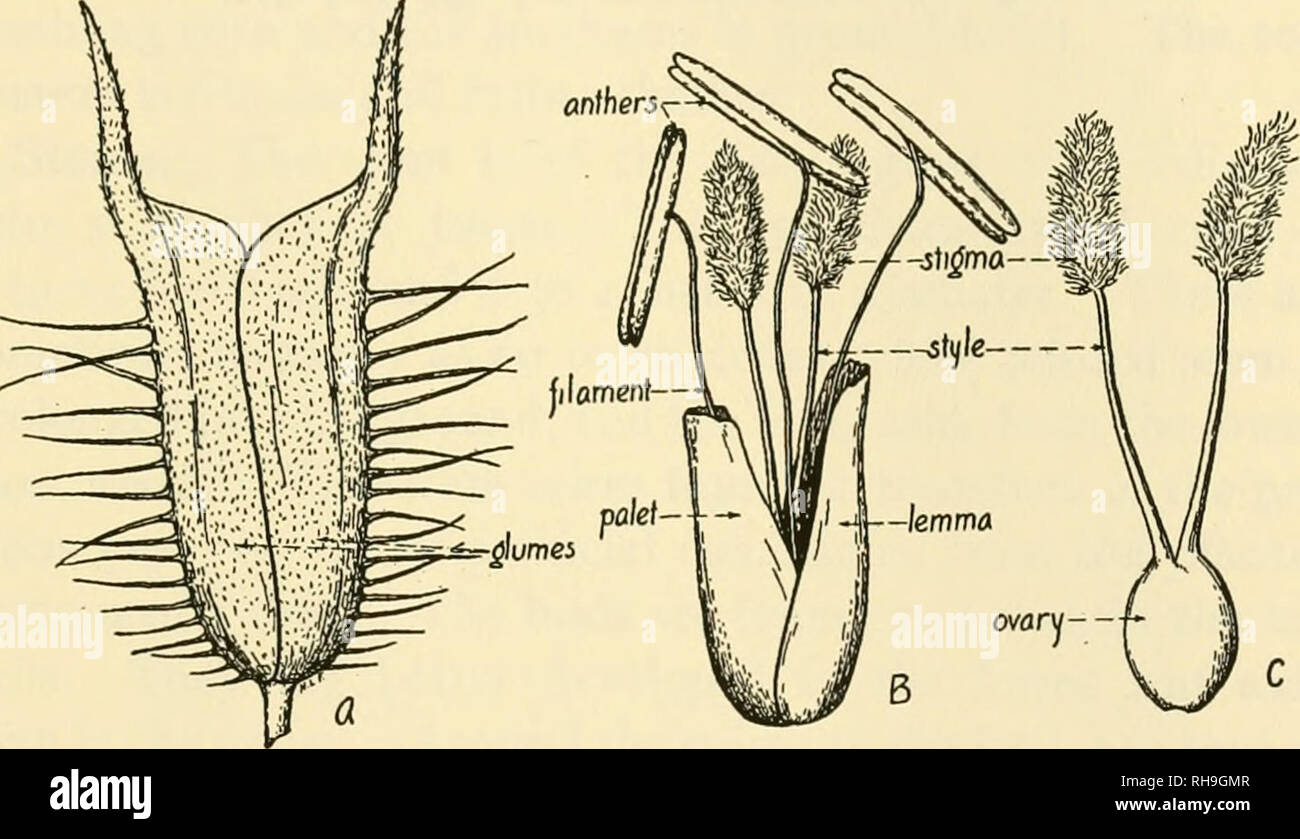 . The botany of crop plants; a text and reference book. Botany ...