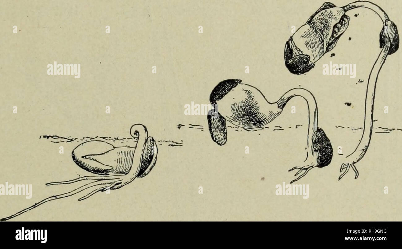 . Botany for high schools. Botany. PARTS OF SEEDS: THE CASTOR BEAN 5 ...