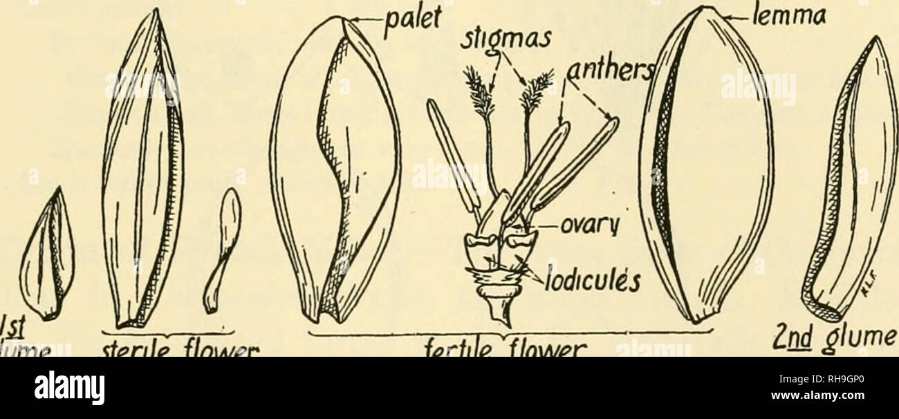 Lower glume hi-res stock photography and images - Alamy