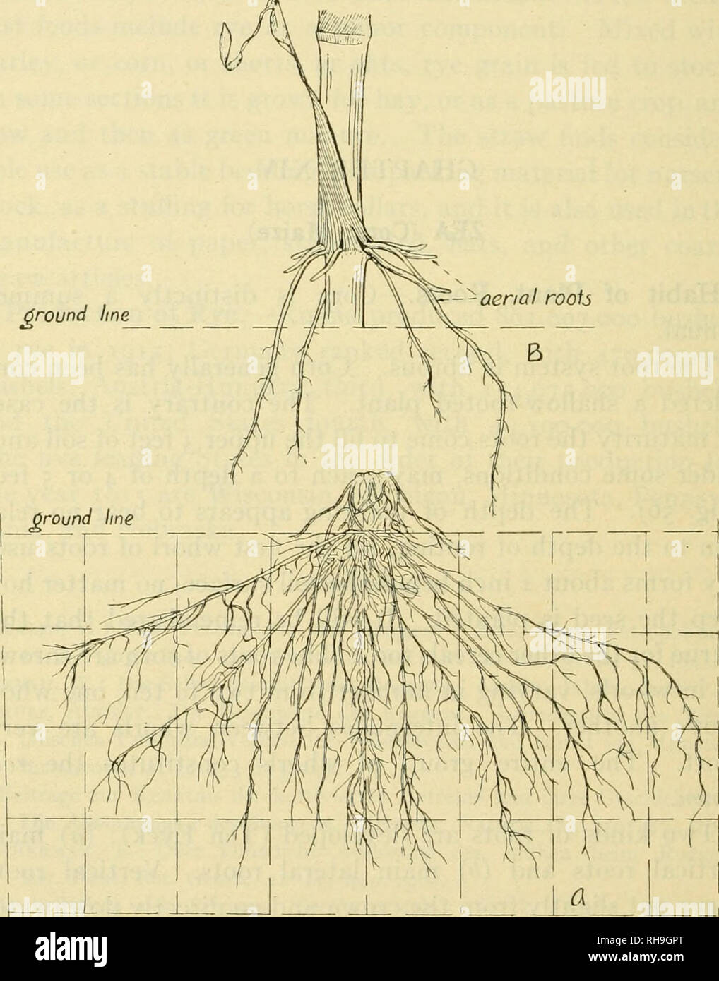 Prop Roots Diagram