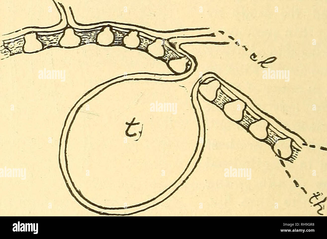 6 protrusions hi-res stock photography and images - Alamy
