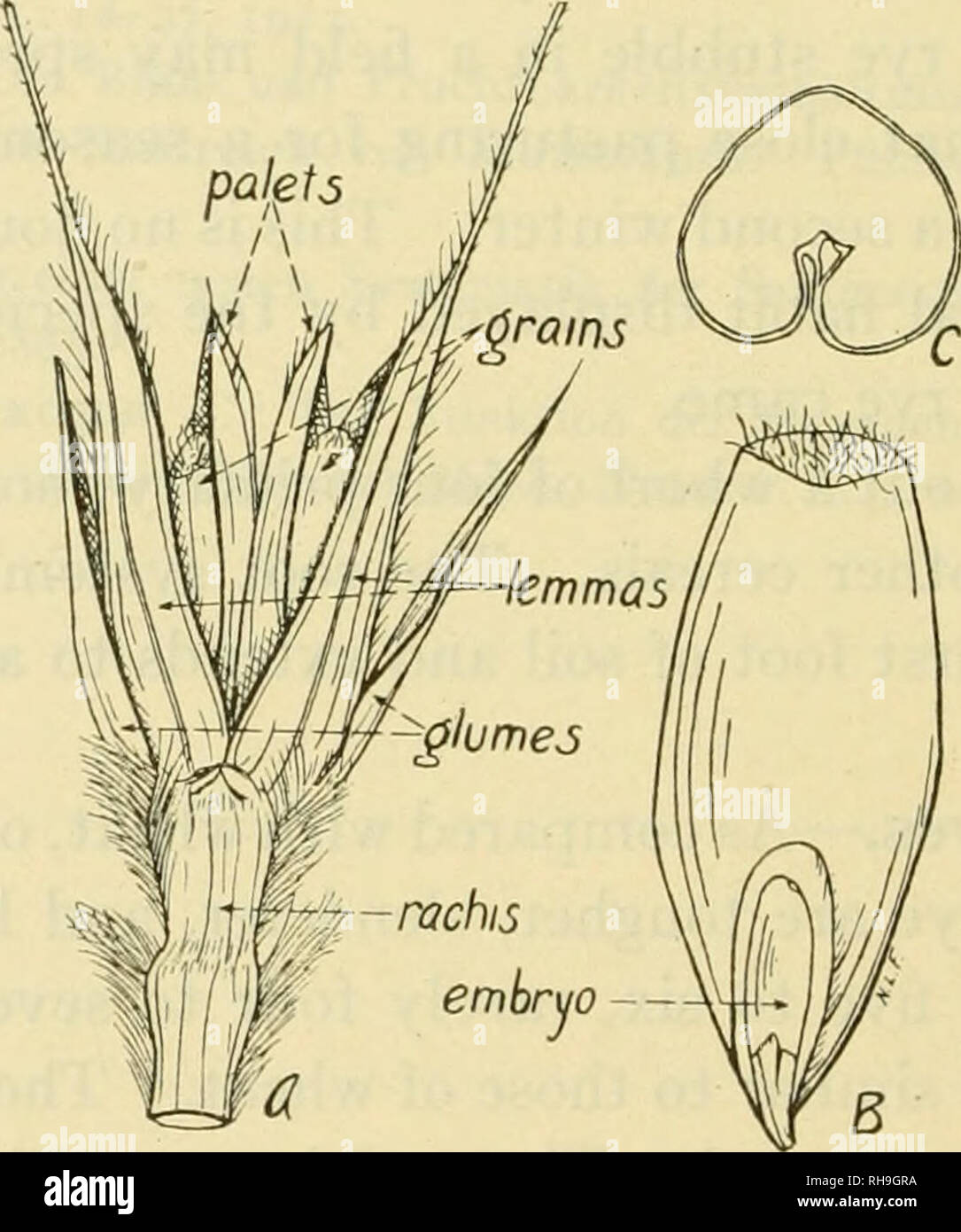 Corn stigmas hi-res stock photography and images - Alamy
