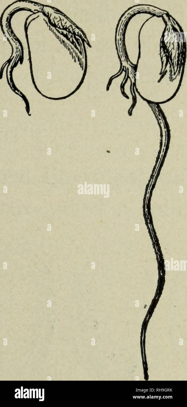 . Botany for high schools. Botany. Fig. 4. Bean seeds germinating, seed ...