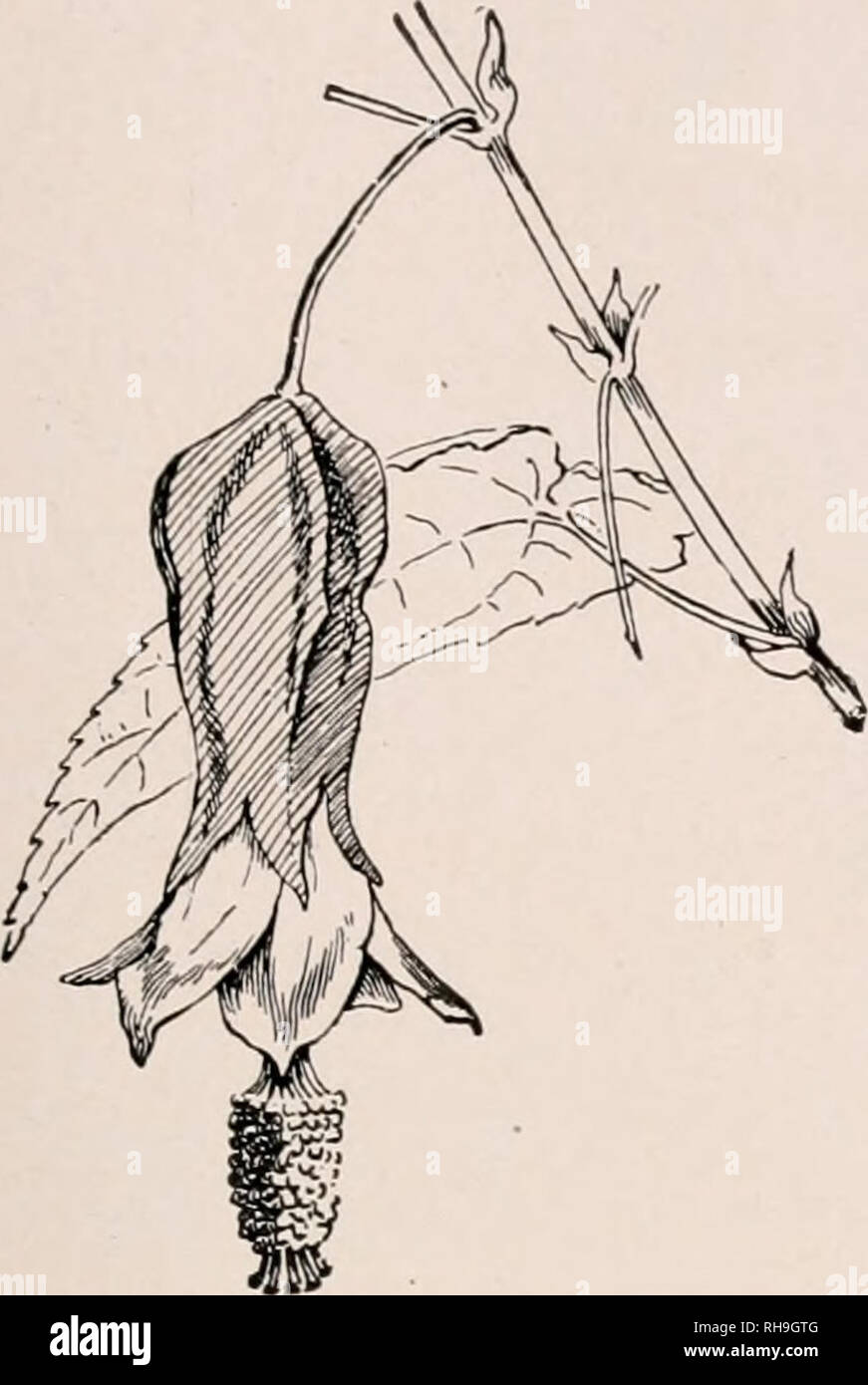 Corymbose clusters hi-res stock photography and images - Alamy