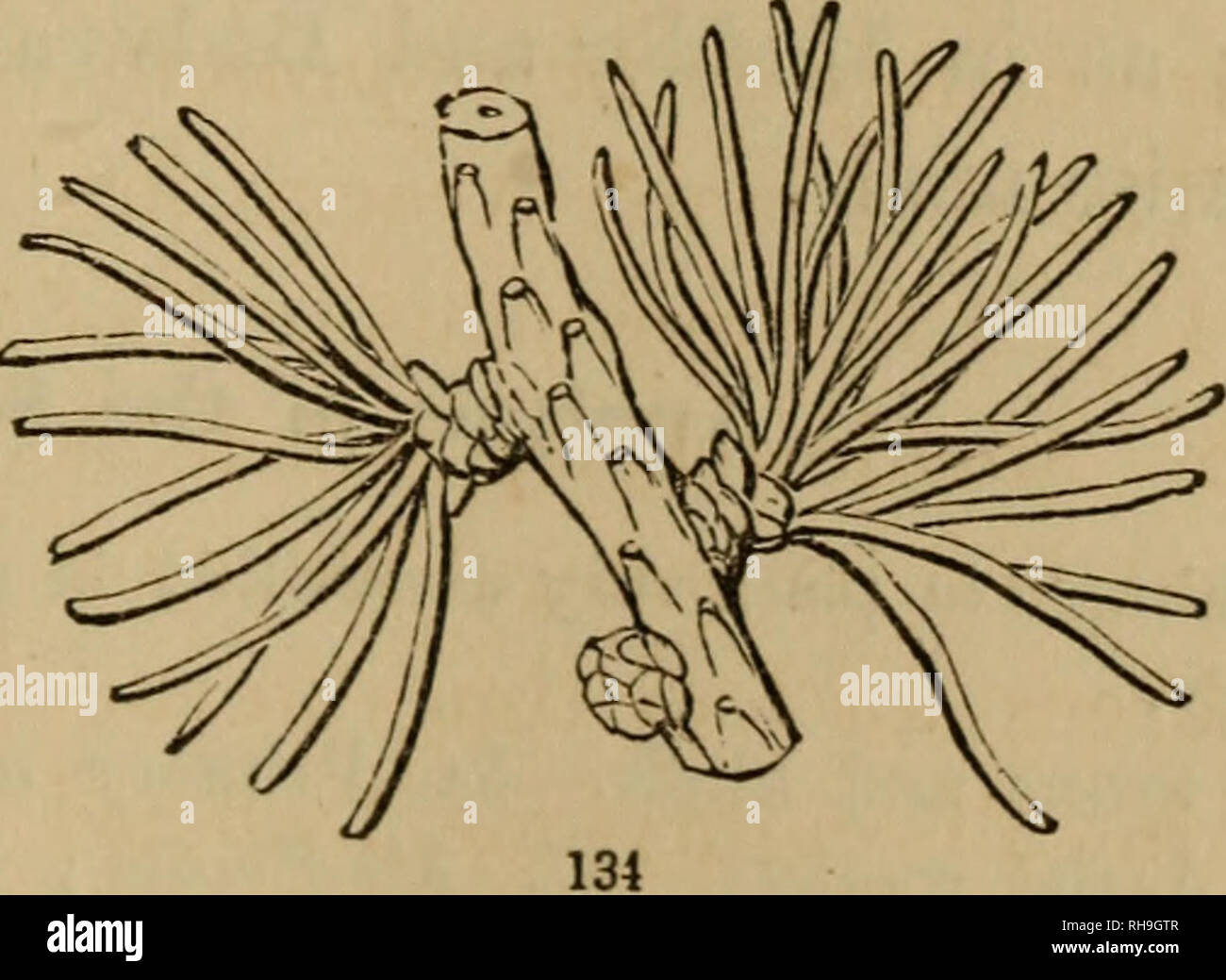 . Botany for young people and common schools. Botany. Ternately ...
