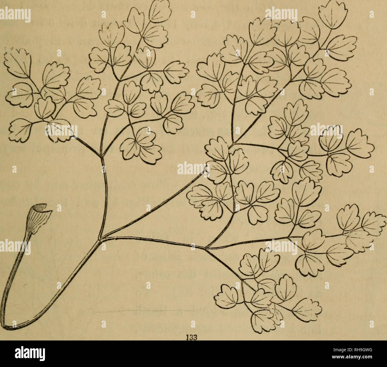 Ternately compound hi-res stock photography and images - Alamy