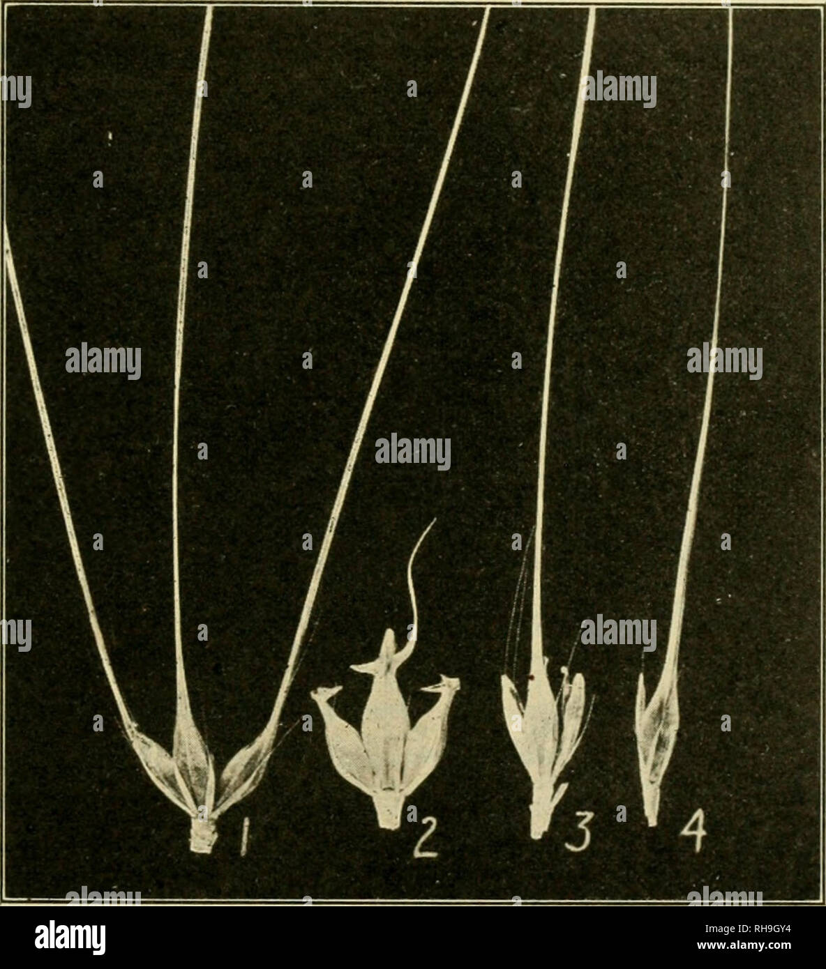 Barley glumes hi-res stock photography and images - Alamy