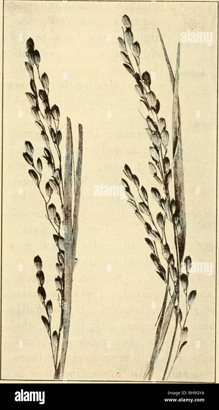 Rice an ovary hi-res stock photography and images - Alamy