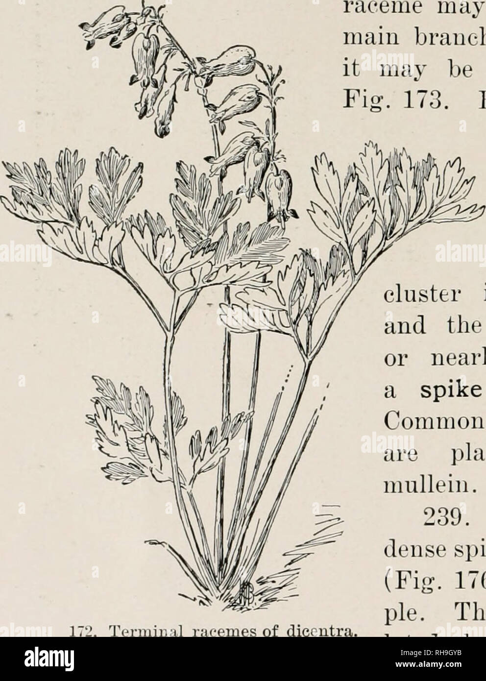 Corymbose raceme hi-res stock photography and images - Alamy