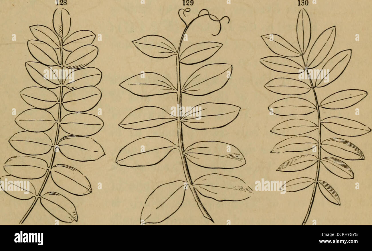 Palmately cleft leaves hi-res stock photography and images - Alamy