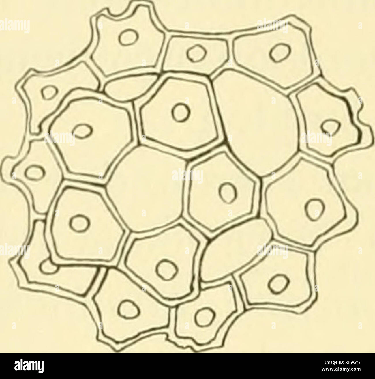 Pediastrum duplex pediastrum duplex hi-res stock photography and images ...