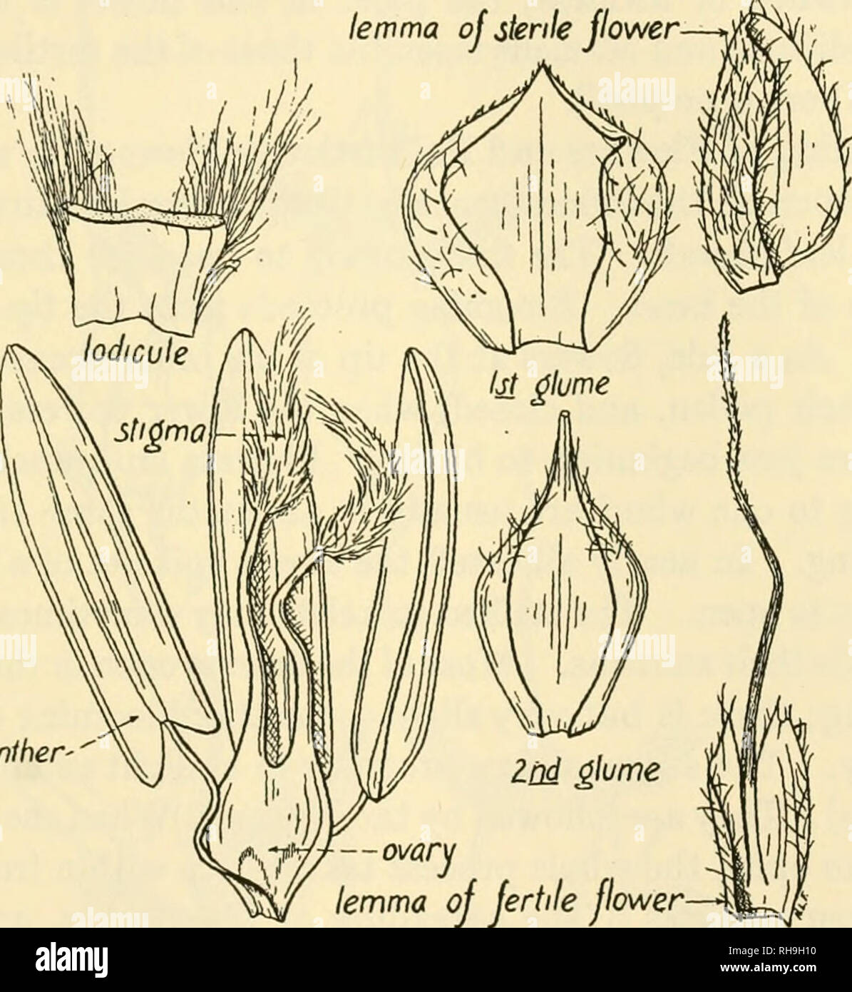 . The botany of crop plants; a text and reference book. Botany ...