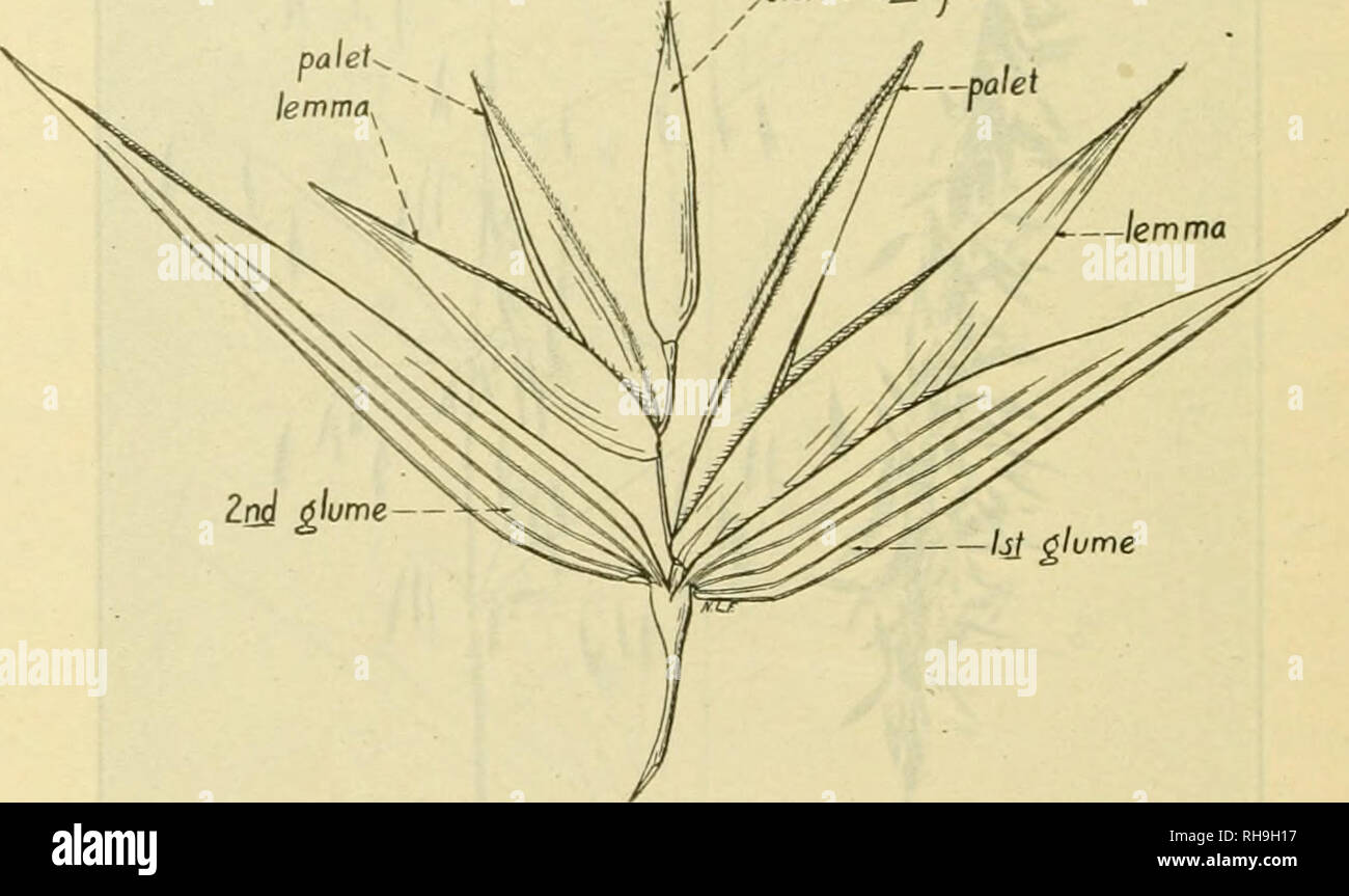 . The botany of crop plants; a text and reference book. Botany ...