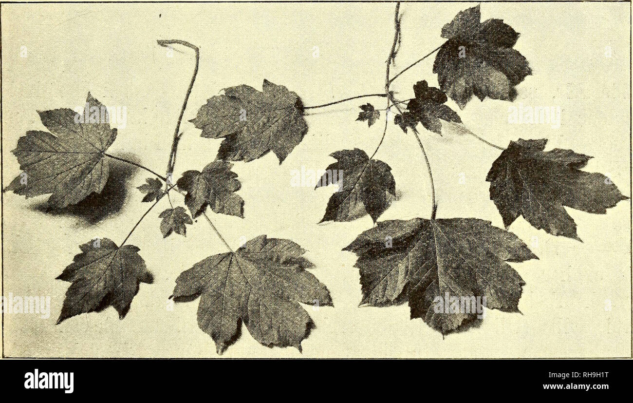 Fylder hi-res stock photography and images - Alamy