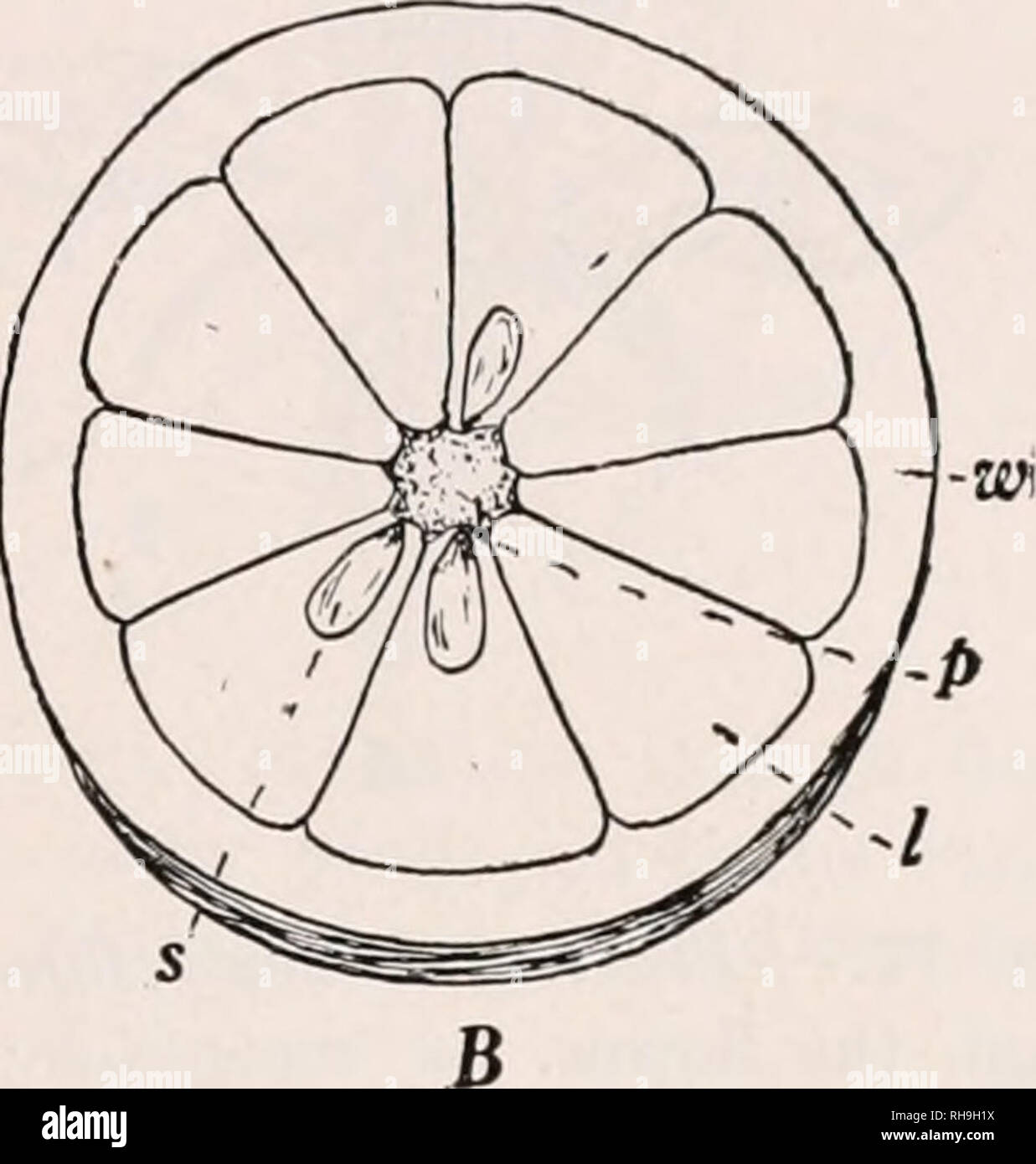 . Botany for agricultural students. Plants. FiG. 75. — A, cross section ...