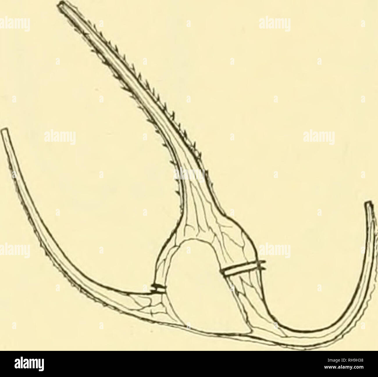 Tripos longipes hi-res stock photography and images - Alamy