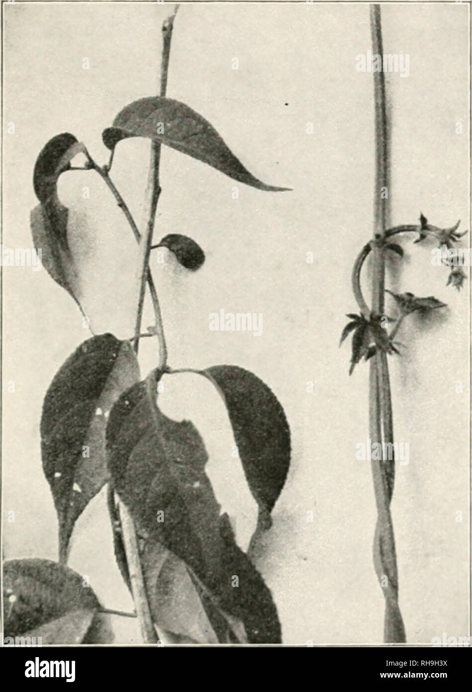 Root climbers hi-res stock photography and images - Alamy