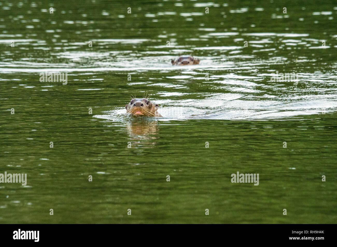 Giant river otter peru hi-res stock photography and images - Alamy