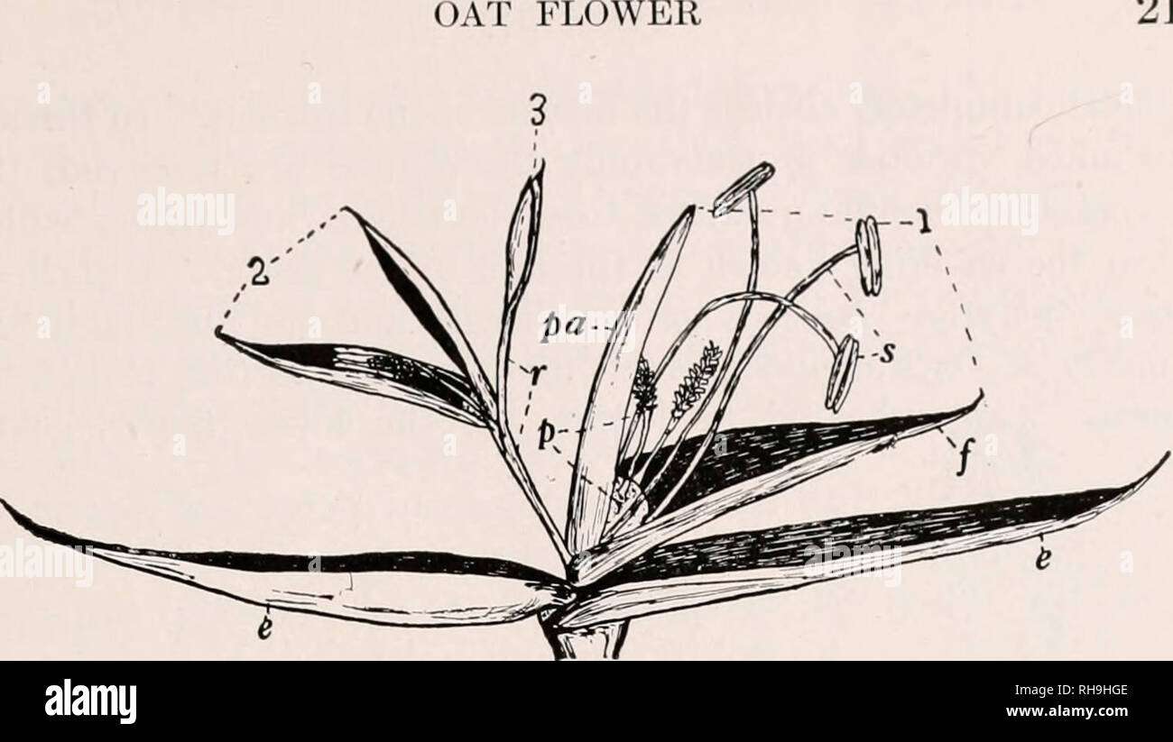 Oat glumes hi-res stock photography and images - Alamy