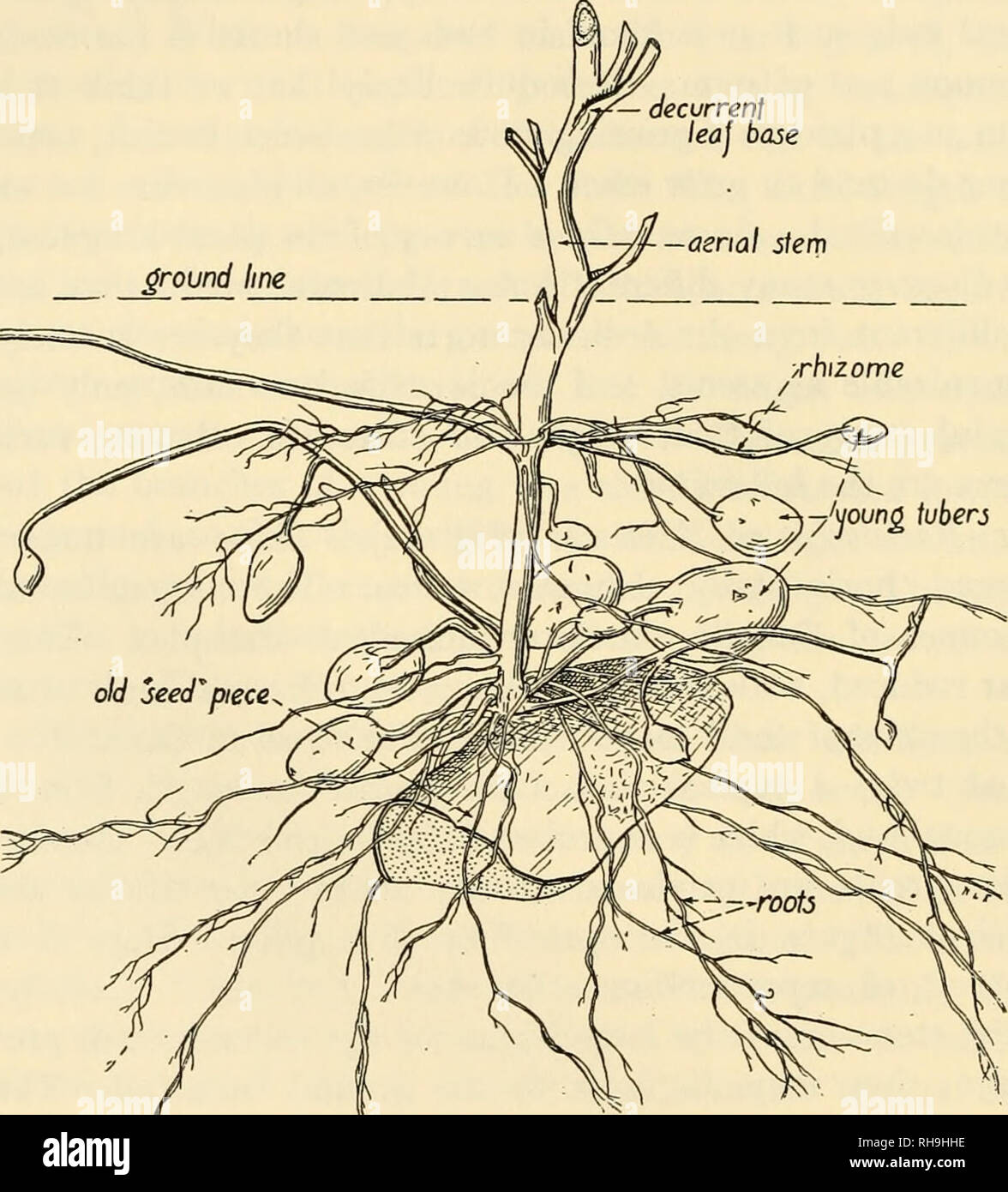 . The botany of crop plants; a text and reference book. Botany ...