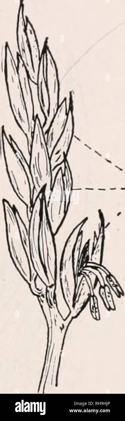 Place of the corn tassel hi-res stock photography and images - Alamy