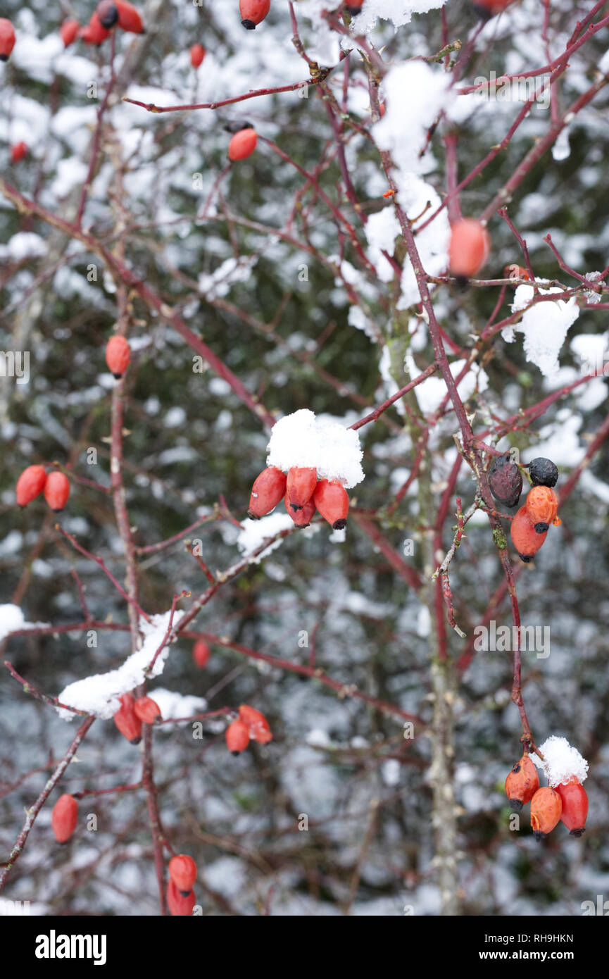 Rose hips in the winter snow Stock Photo - Alamy