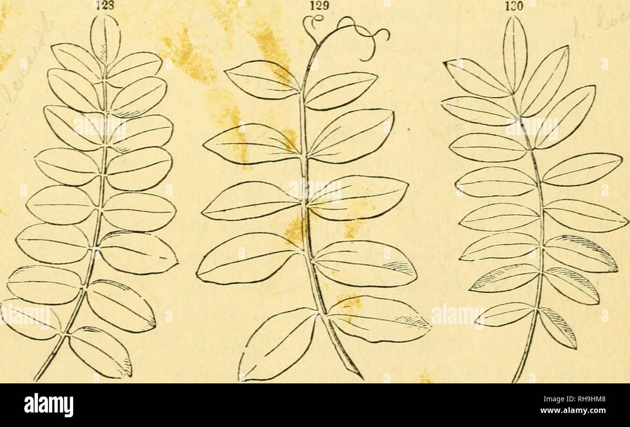 Palmately cleft leaves hi-res stock photography and images - Alamy