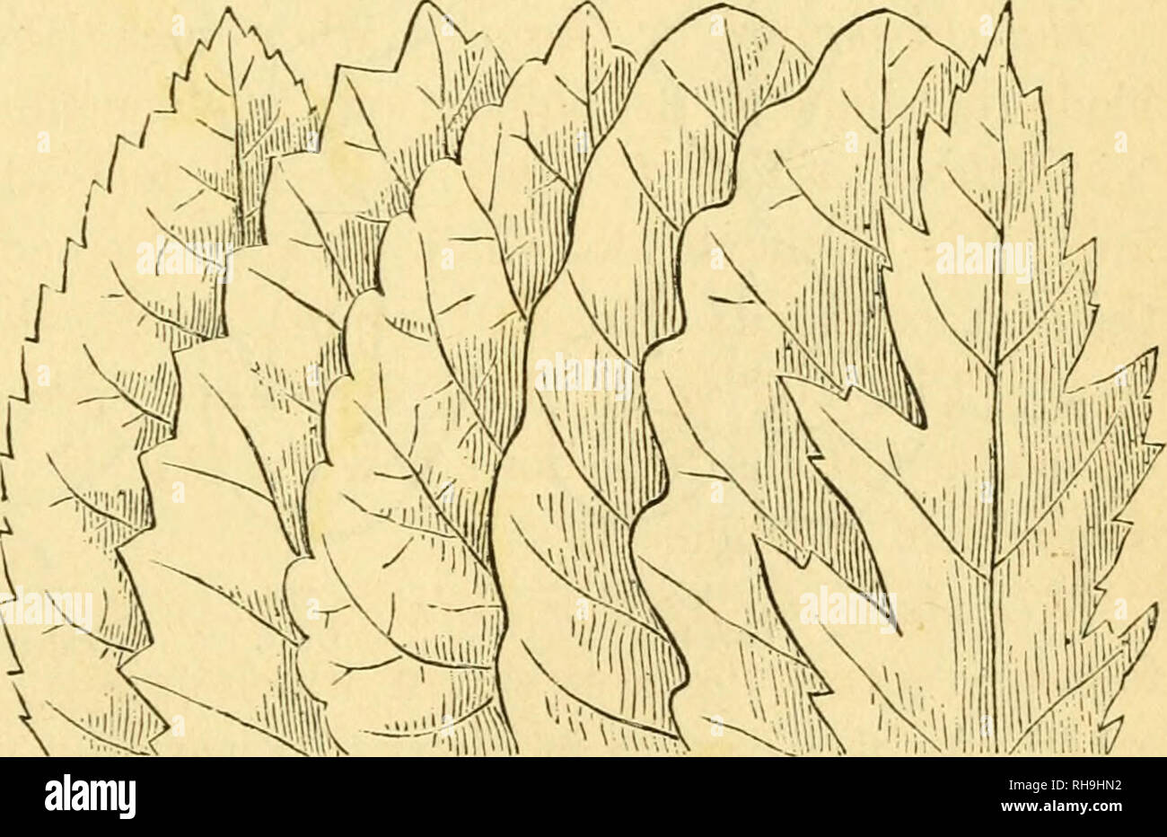 Leaves with a toothed margin hi-res stock photography and images - Alamy