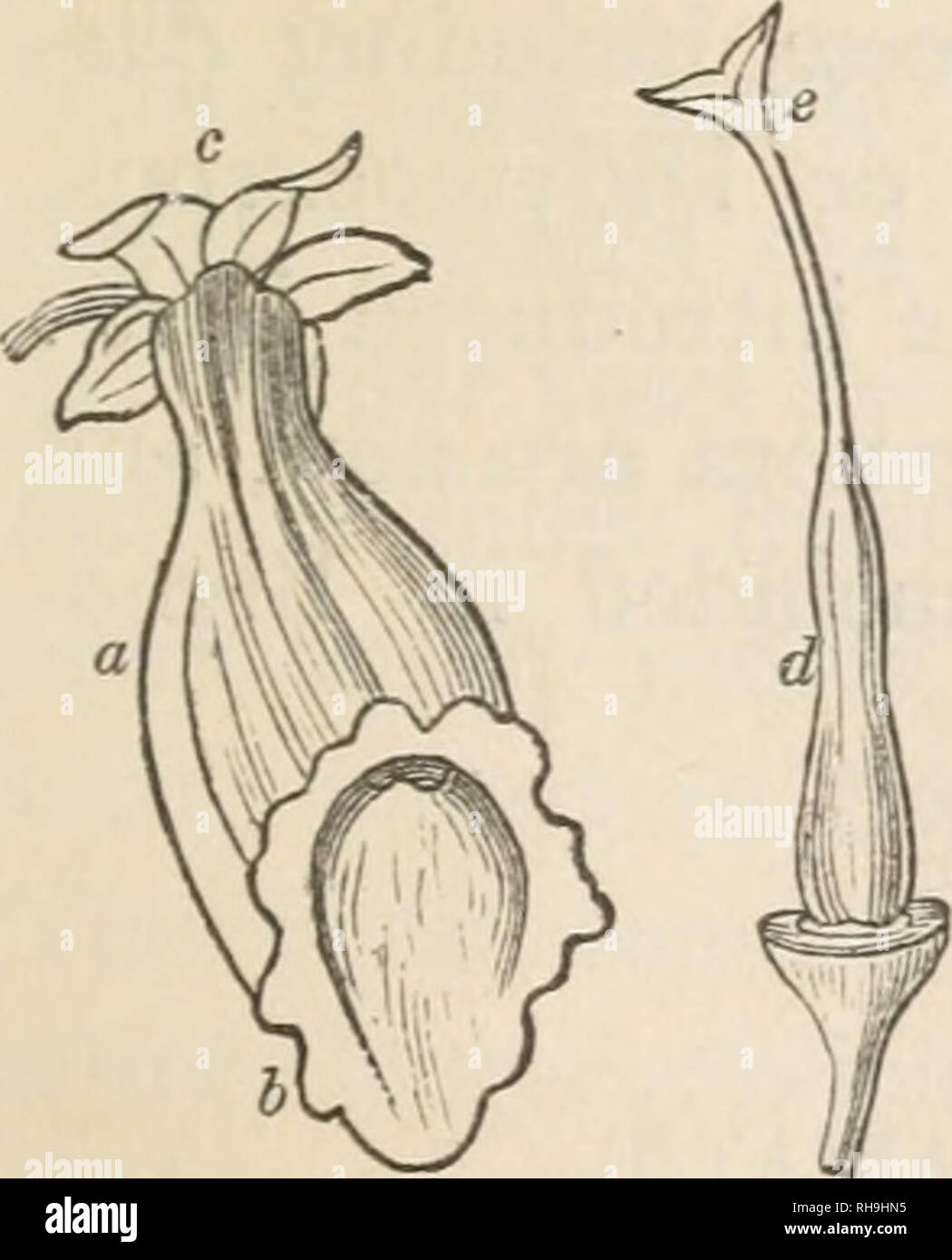 . Botany for ladies; or, A popular introduction to the natural system ...