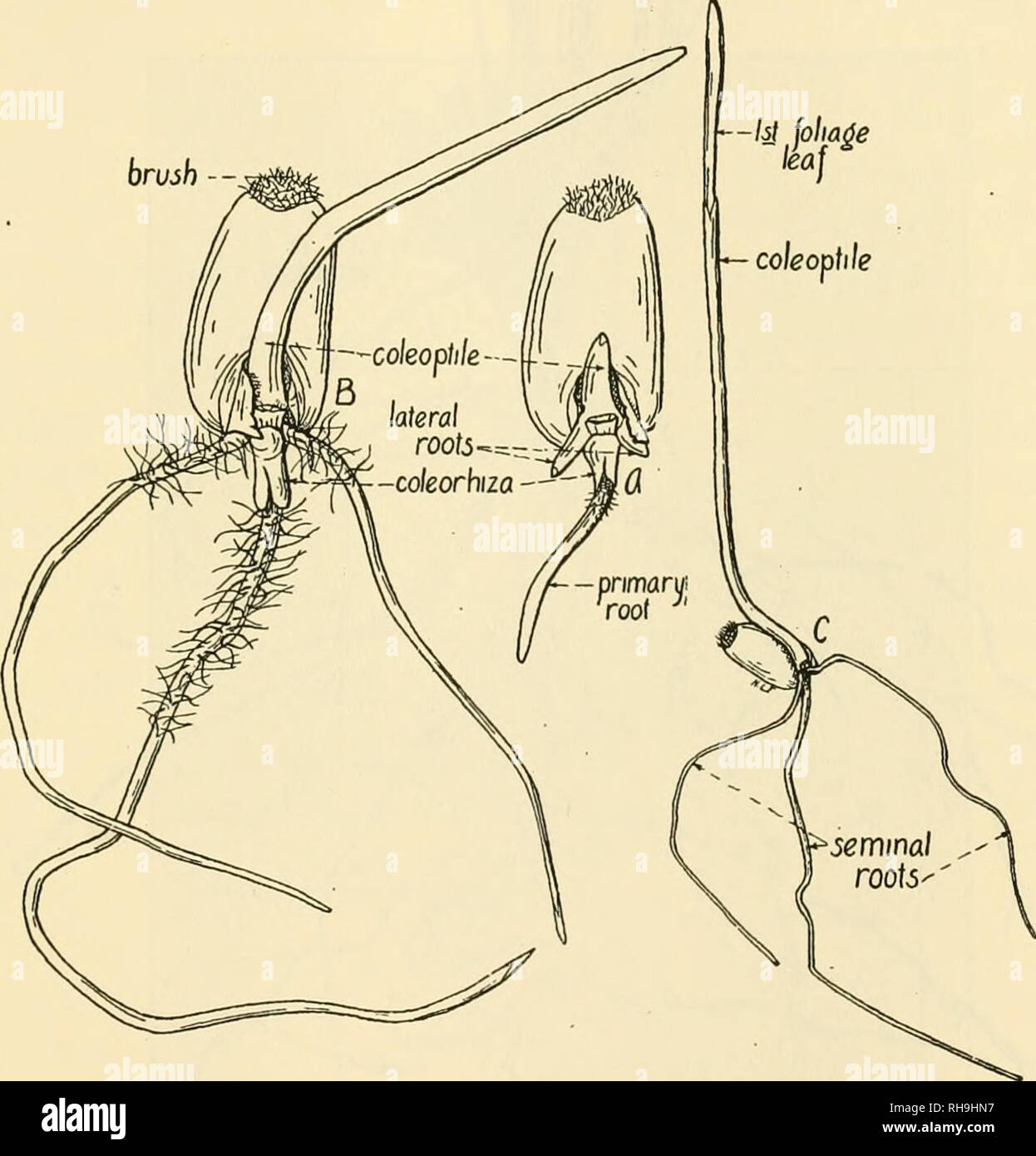 Fibrous root system in ground hi-res stock photography and images - Alamy