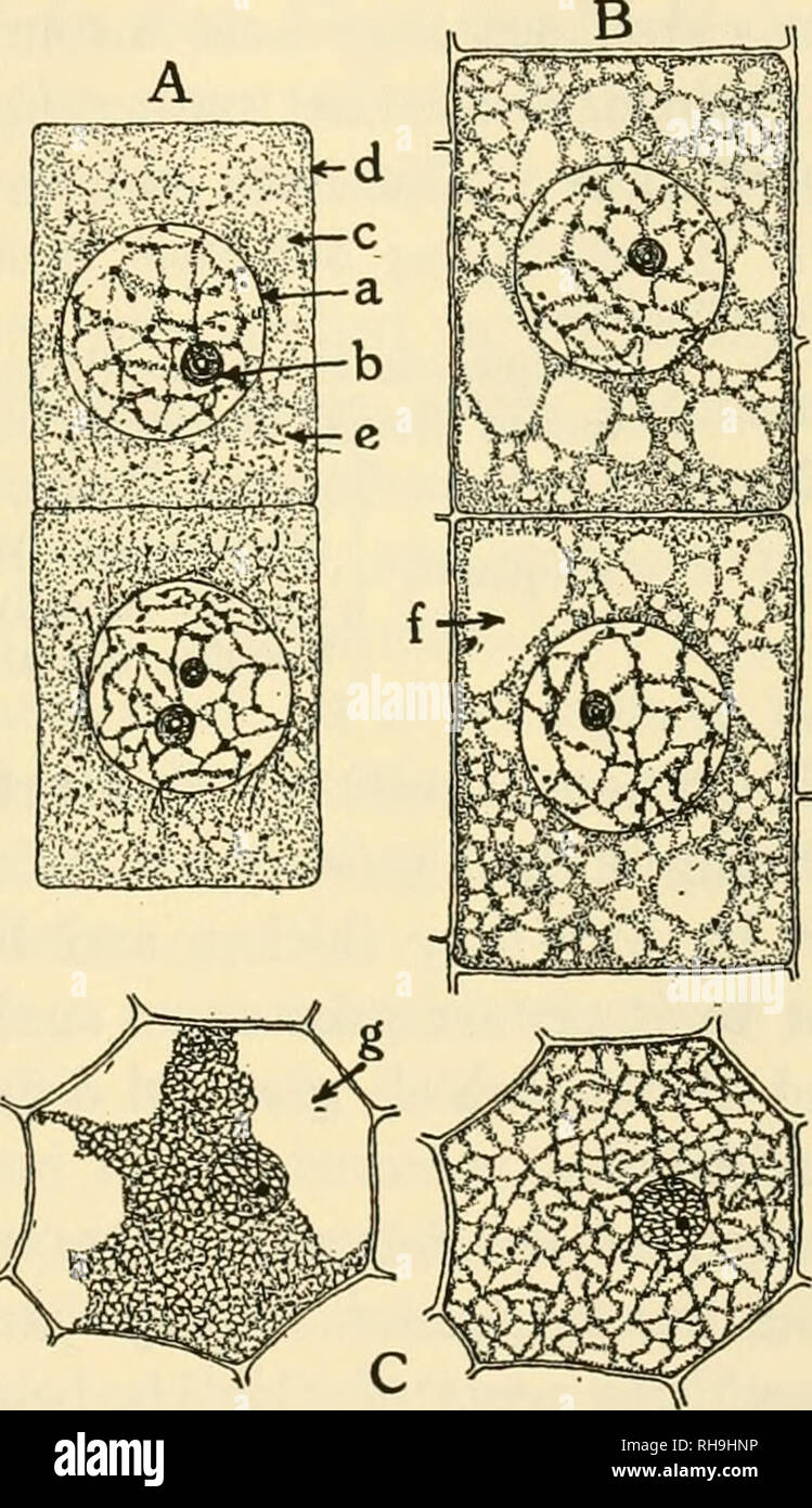 Onion Root Cell Parts