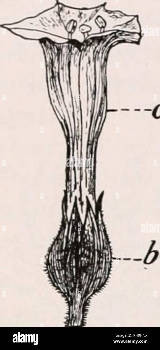 Flower parts stamens pistil whorl hi-res stock photography and images ...