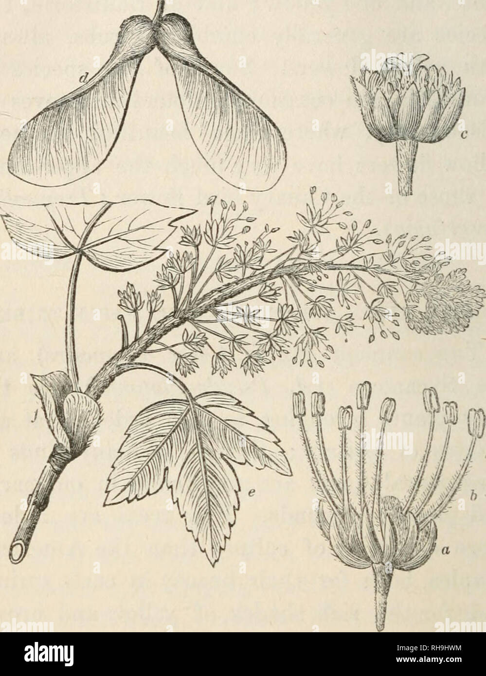 . Botany for ladies; or, A popular introduction to the natural system ...